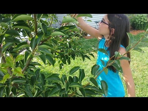 When To Pick Pears - The Foolproof Way