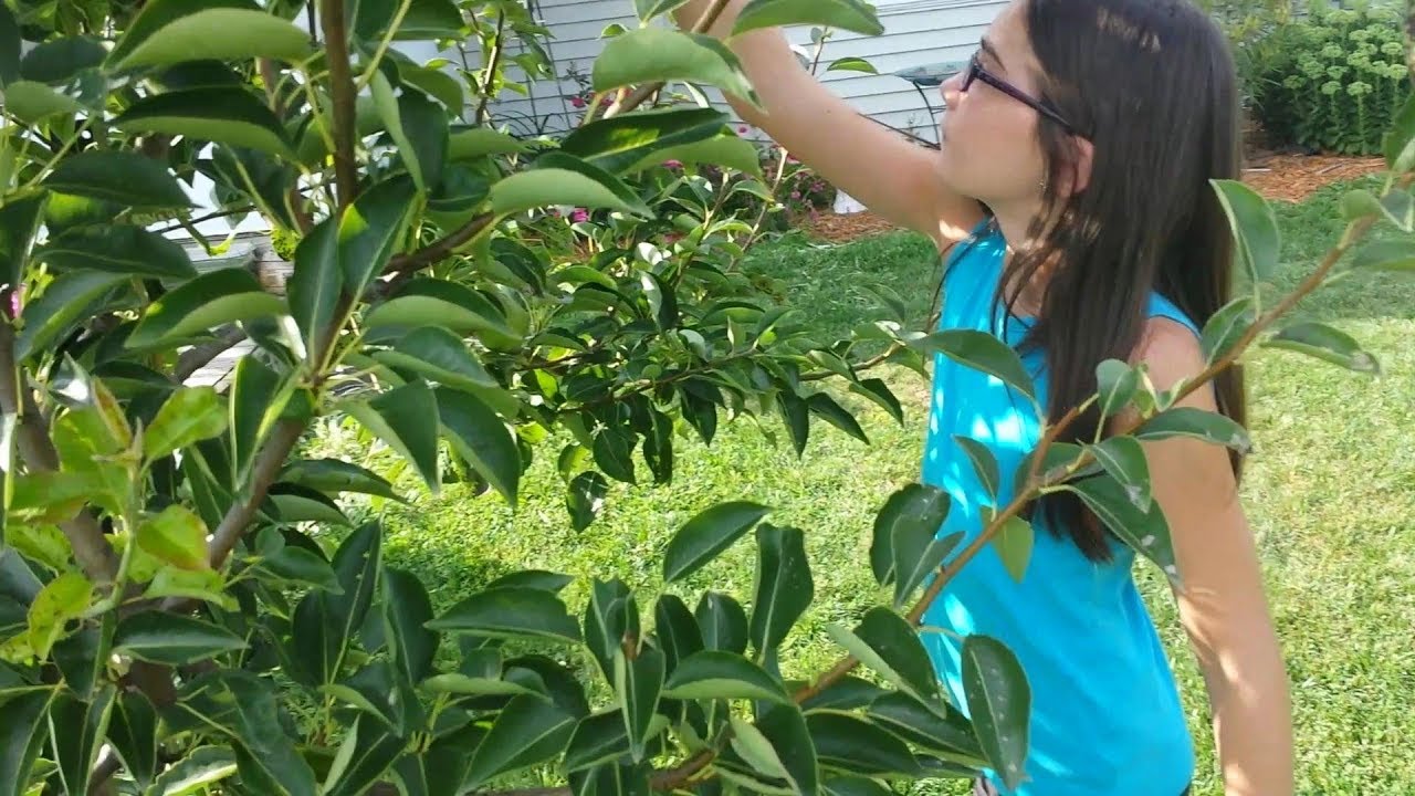 When To Pick Pears -  The Foolproof Way