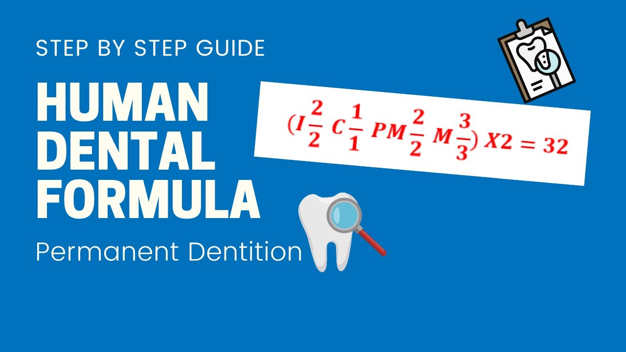 Human Dental Formula Permanent Dentition | Dental Formula