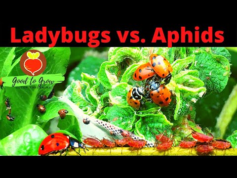 1500 LIVE Ladybugs! Aphid Control with Beneficial Insects | How to release ladybugs| Guten Yardening