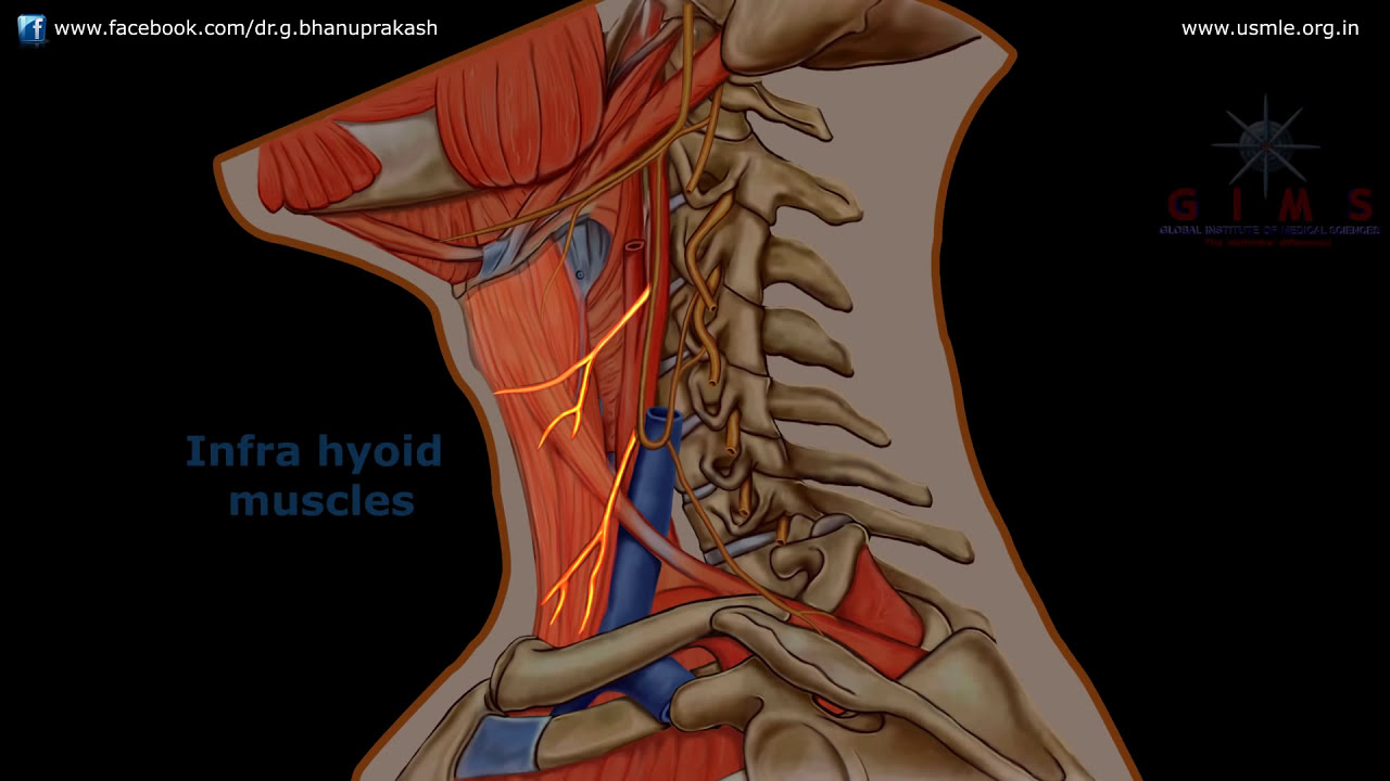 ANSA CERVICALIS ANATOMY ANIMATION