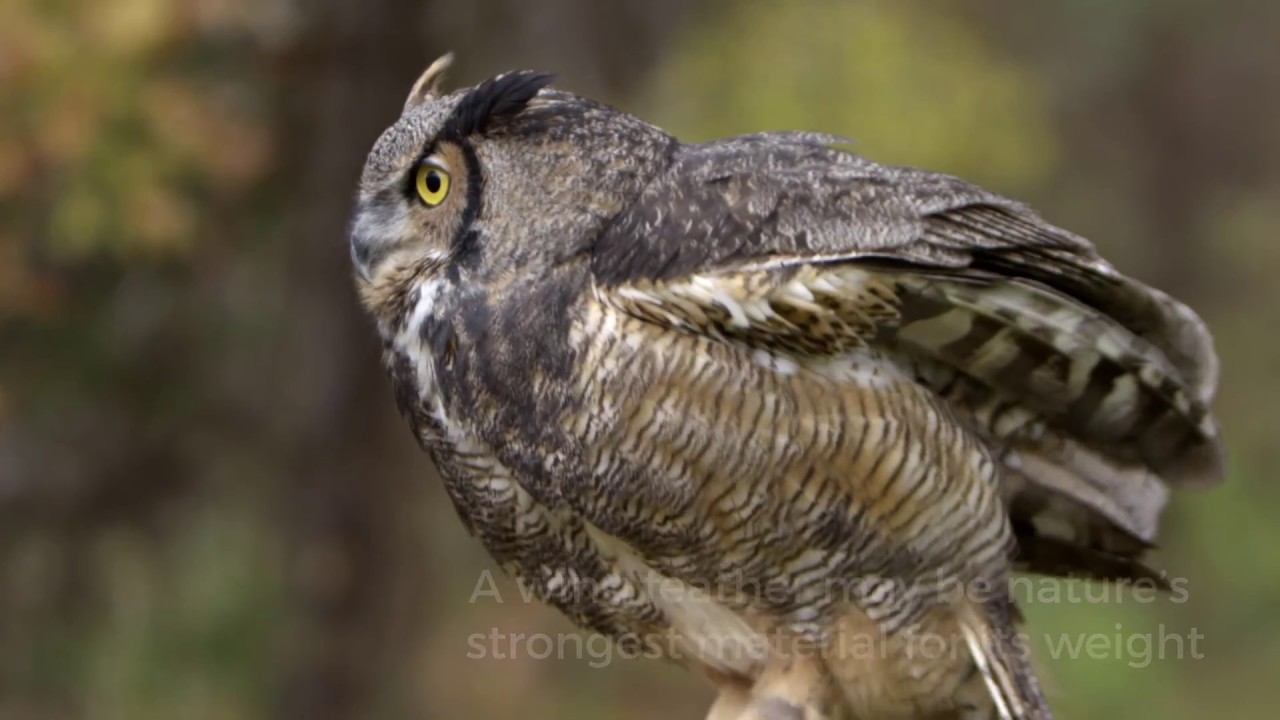 FOR THE BIRDS - Bird Feathers