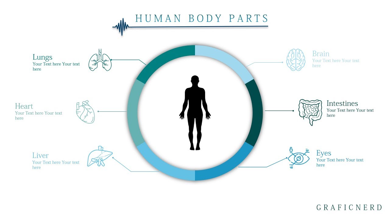 PowerPoint Presentation Design-Human Anatomy-Basics of an epic presentation
