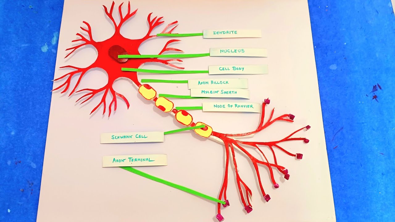 Neuron model project | neuron structure model making project | How to make Neuron 3d Model