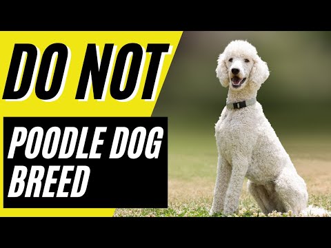 7 Reasons You Should NOT Get a Standard Poodle
