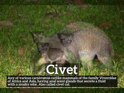 How to Say Civet in English? | How Does Civet Look? | What is Civet?