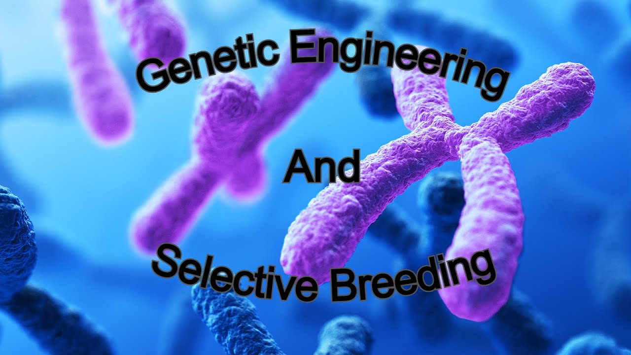 What is Selective Breeding and Genetic Engineering?