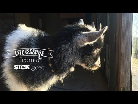 What my SICK GOAT taught me