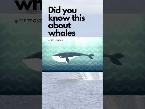 Did you know this about whales...