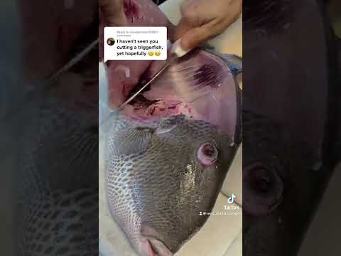 Triggerfish armor can be challenging but this method will make filtering them easy π€ #triggerfish