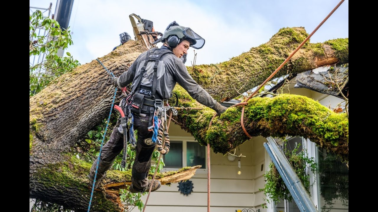 Eugene's Top Rated Tree Service Experts