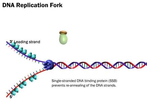 The Proteins Involved in DNA Replication (Life Sciences Outreach, Harvard University)