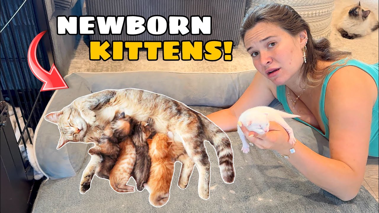 MY CAT GAVE BIRTH! *New Kittens*