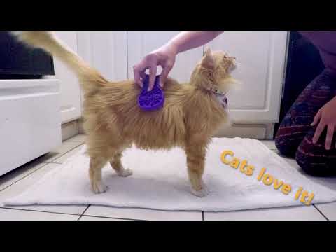 Cat Zoom Groom Video