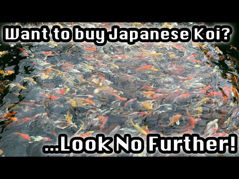 This Is Where to Buy Japanese Koi Fish (Wholesale Retail) 4K #shorts