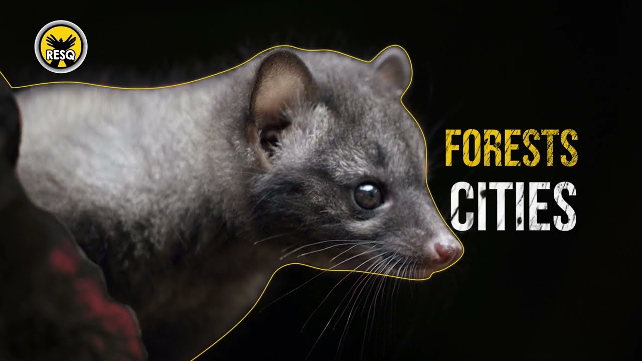 Resq Squad - Inshow Graphics