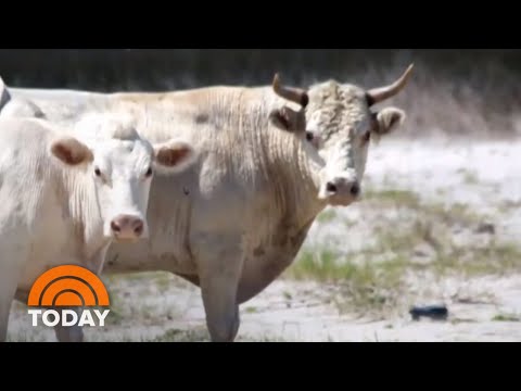 Climate Disruption Animal Video of the Week: Cows in Chaos – This is ...