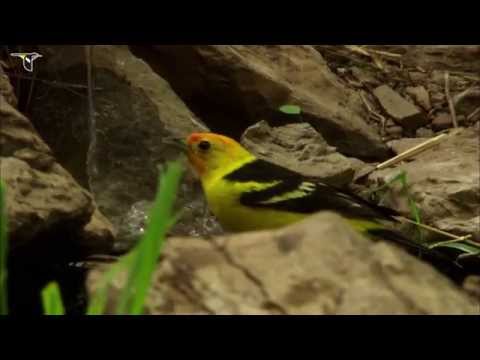 Western Tanager