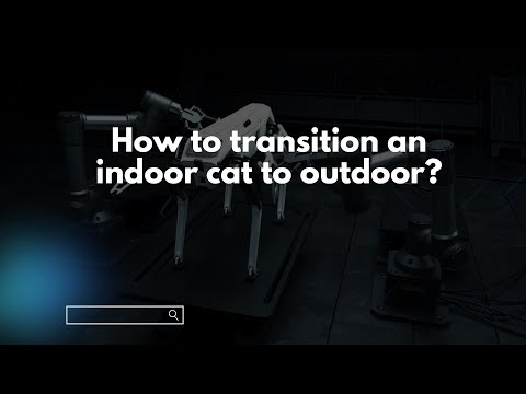 How to transition an indoor cat to outdoor?