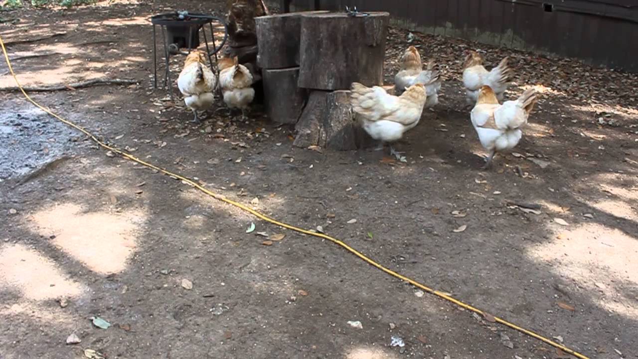 Purebred wheaten and blue wheaten ameraucanas