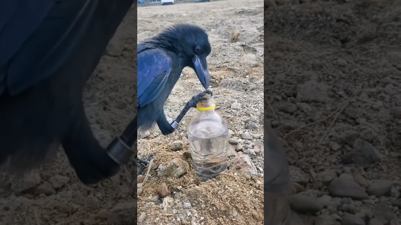 Smart bird 🐦 #raven #corvo