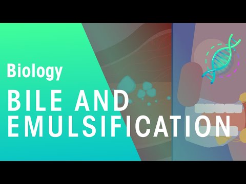 Bile and Emulsification Video Lecture - Biology for GCSE/IGCSE - Year 11
