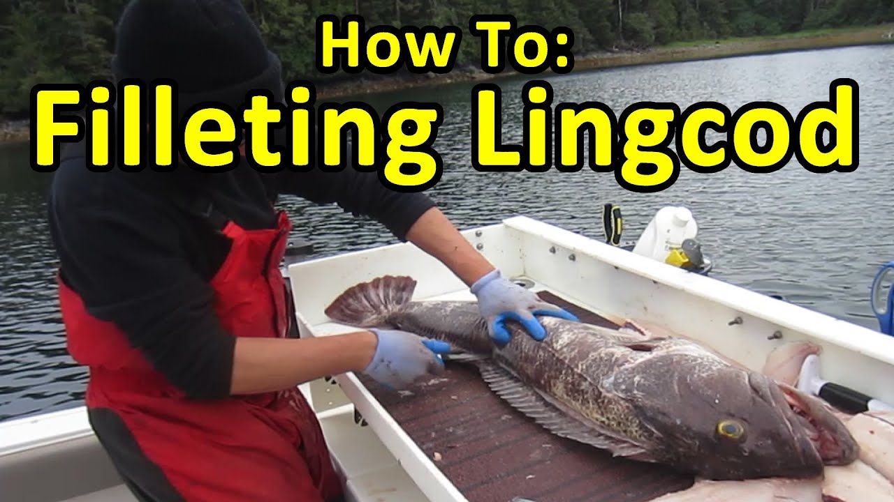 HOW TO FILLET LINGCOD - FISHING TIPS