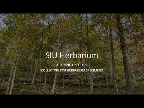 Collecting plants for the herbarium
