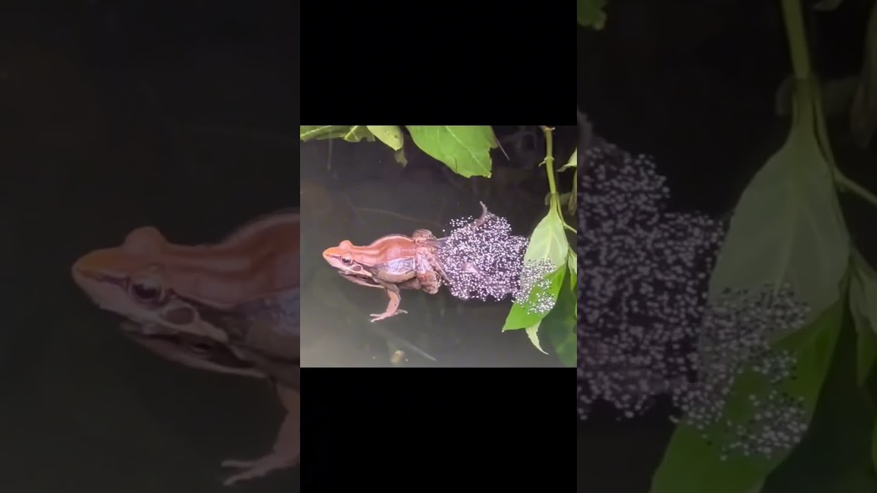 #watch #cute #love #the frog eggs in water