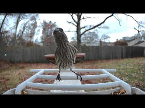 House Finches in the Northeast USA