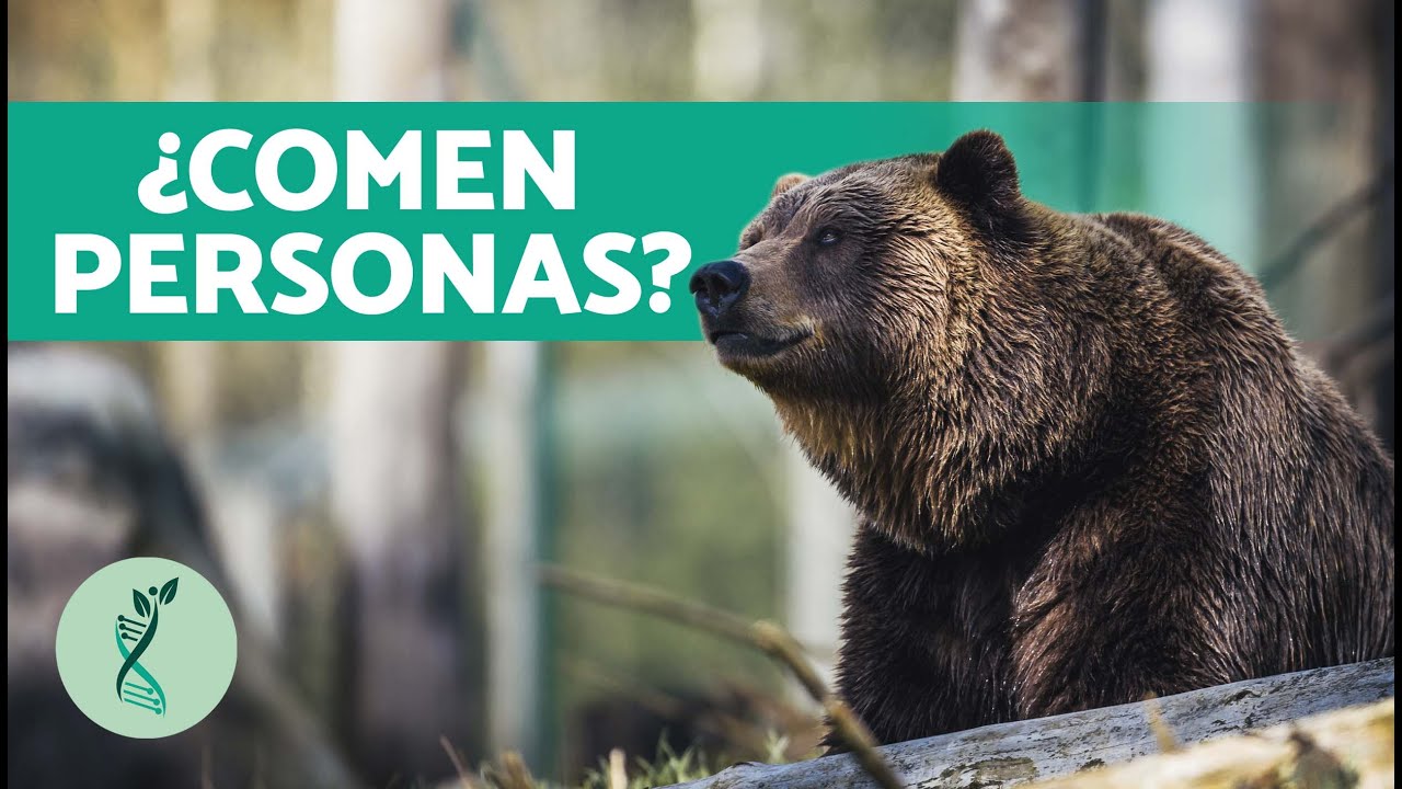 Where do grizzly bears live? 🐻 (Characteristics, Habitat, and Behavior of the Grizzly Bear)