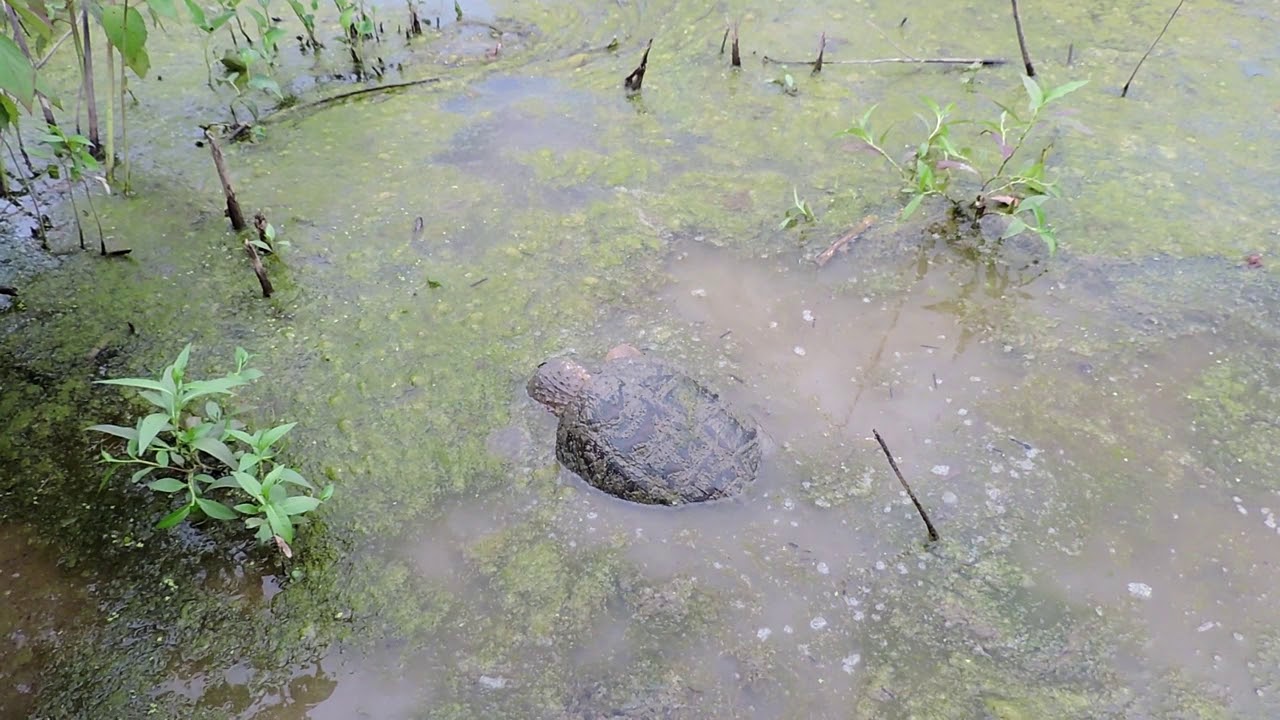 Capital Naturalist: Snapping Turtles Mating