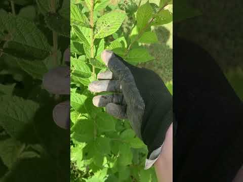 How to control Japanese Beetles