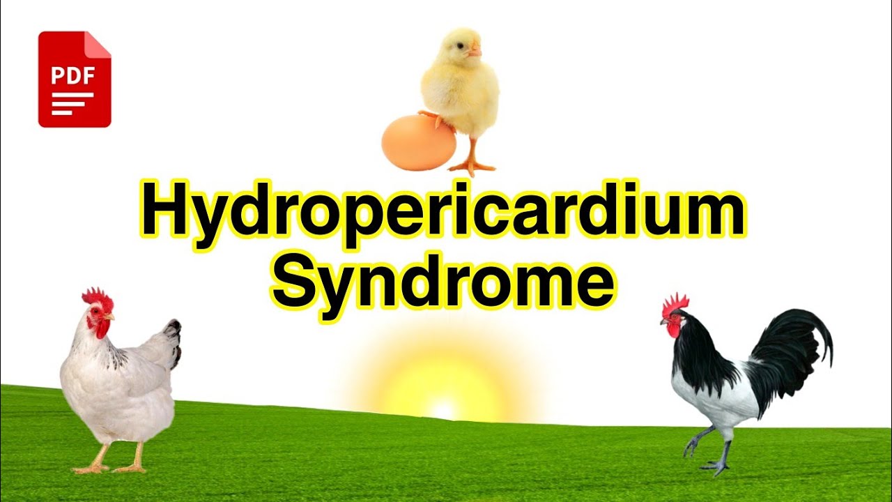 Hydropericardium Syndrome ( HPS ) Etiology, Transmission, Signs, Diagnosis and Treatment | HPS Pdf