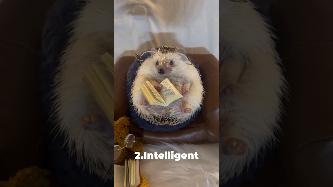 Cutest Hedgehogs Compilation 🥰#shorts #foryou #animals #funny #cute #hedgehog #pets