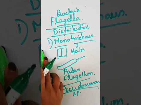 Different types of bacterial flagella #microbiology @MysteryofMicrobes