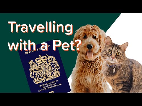 What Do you Need to Travel with your Pet?