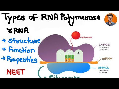 rRNA , Ribosome & it's types and RNA polymerase types (NCERT based concept). Class 12