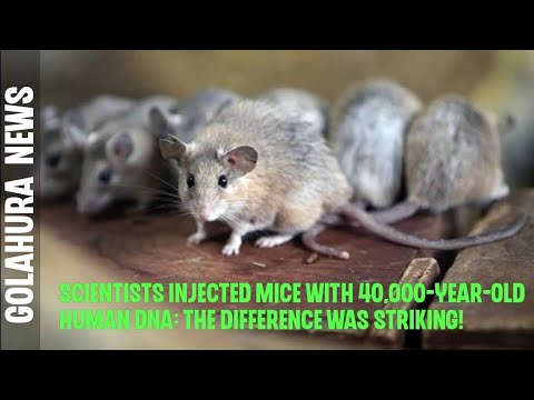 Scientists injected mice with 40,000-year-old human DNA: The difference was striking!