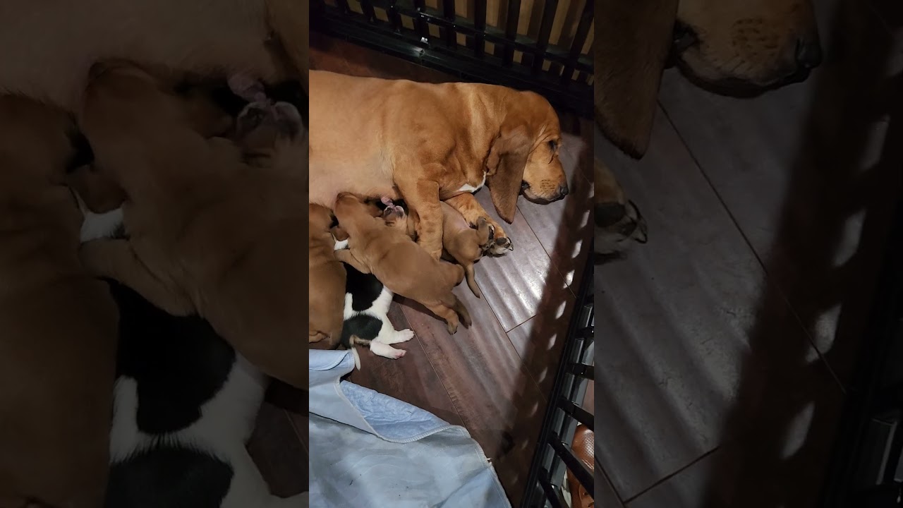 Too Small to Bark, Big Enough to Melt Hearts 💕 (Platypus-Sized Bassets