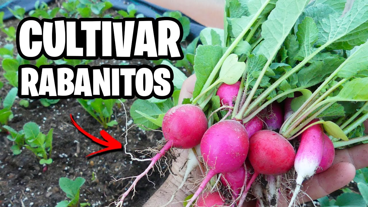 Como cultivar rabanitos con éxito | Plantas