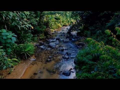 River Sounds for Sleeping – Gentle Stream & ASMR Water Ambience No Ads | Sleep Stream Now 💧🌙