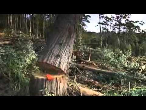Tas timber industry reaches logging deal
