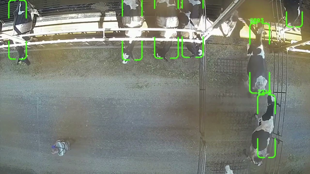 Cows' identification by the computer vision algorithm