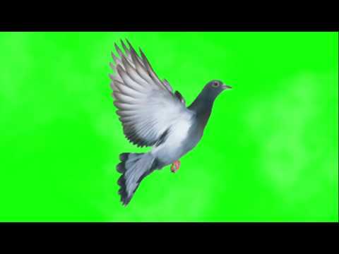Pigeon Green Screen,Green Screen Free Effects,Chroma key,flying (DOWNLOAD LINK)||TECH GREEN SCREEN