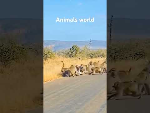 Territorial defense