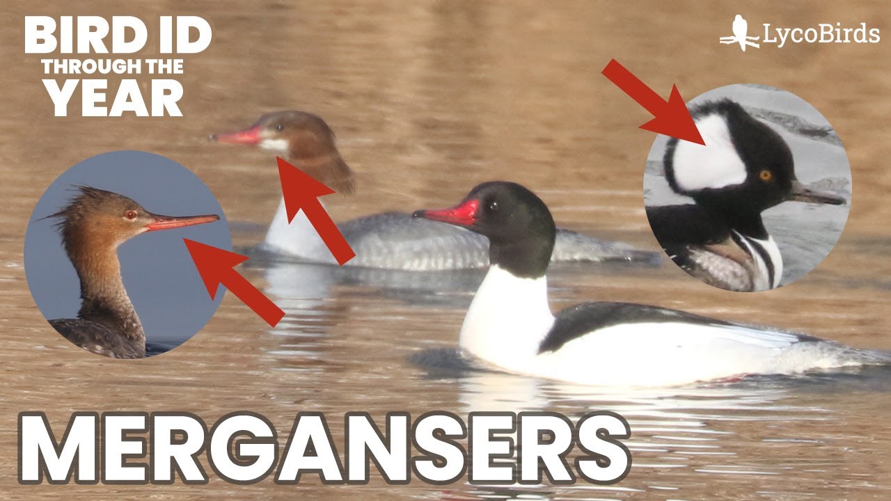 Identifying Common vs Red-breasted vs Hooded Mergansers (Waterfowl Identification Pt. 6)