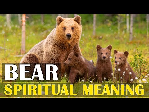 15 Spiritual Meaning of Bear Spirit Animal | Bear Totem Meanings & Symbolism