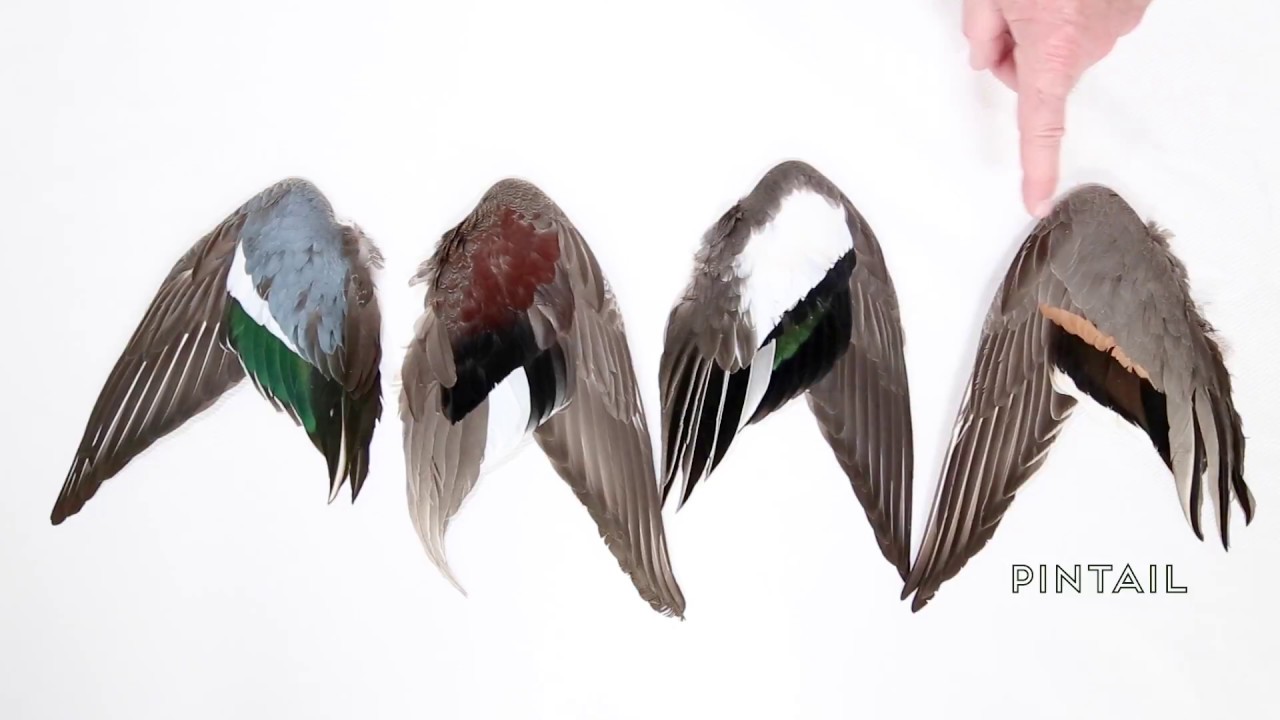 Duck Identification: Dabbling Ducks