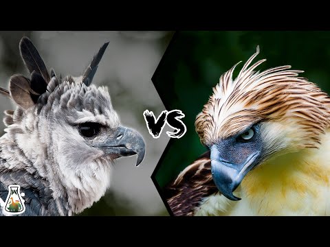 HARPY EAGLE VS PHILIPPINE EAGLE - Who is the king of the eagles?